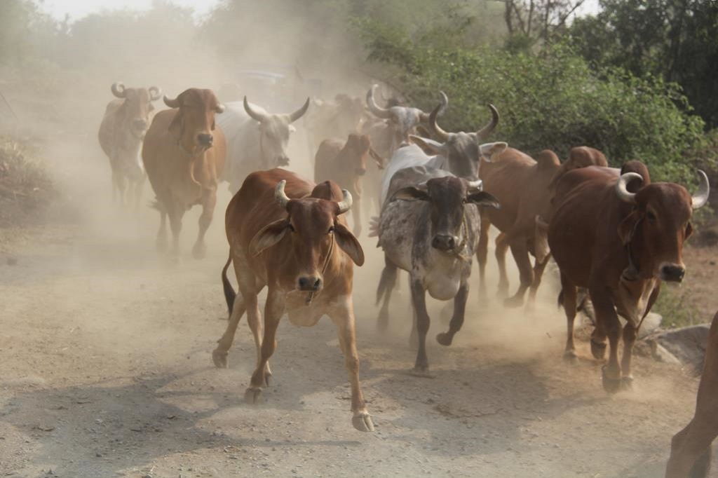Cow Care - Gau Seva Govind Seva | ISKCON Juhu Mumbai