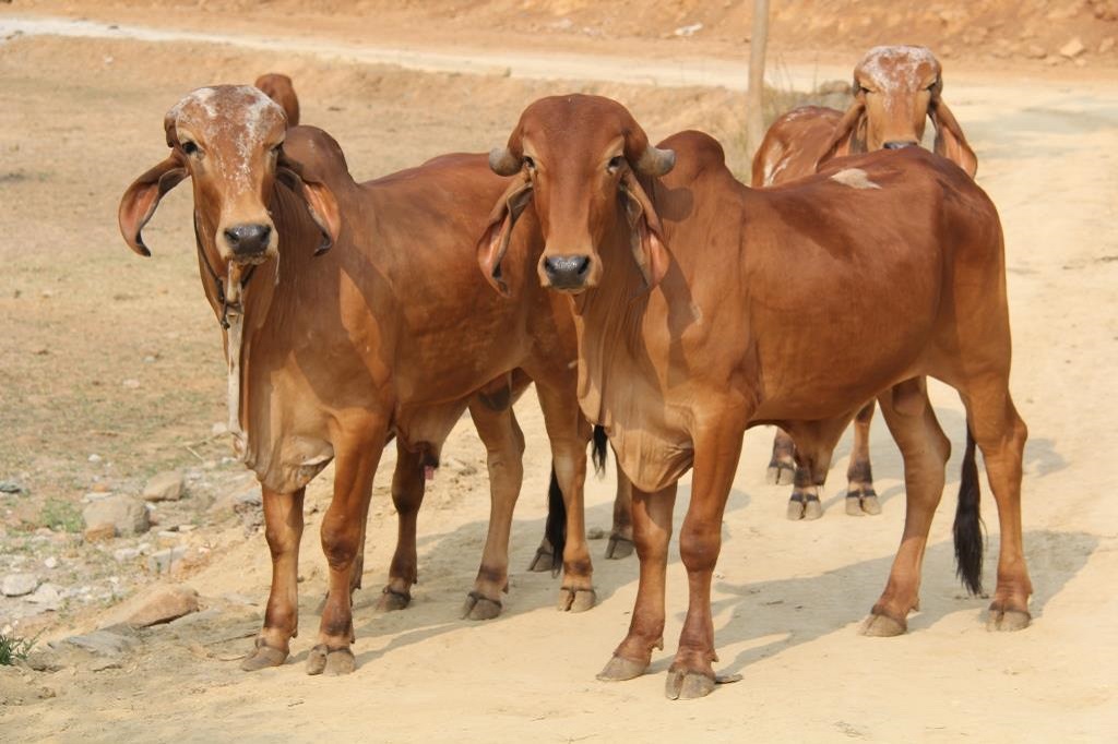 Cow Care - Gau Seva Govind Seva | ISKCON Juhu Mumbai