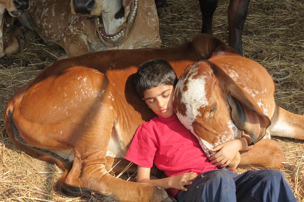 Cow Care - Gau Seva Govind Seva | ISKCON Juhu Mumbai