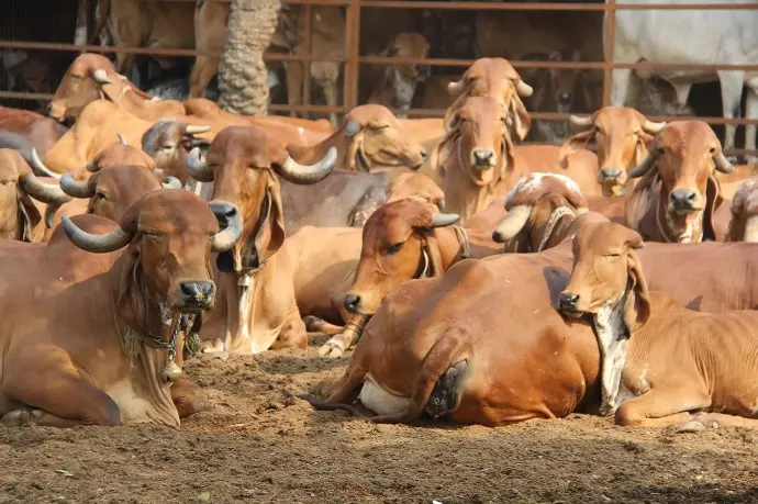 Cow Care - Gau Seva Govind Seva | ISKCON Juhu Mumbai