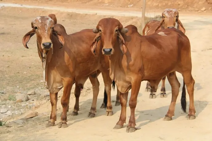 Cow Care - Gau Seva Govind Seva | ISKCON Juhu Mumbai